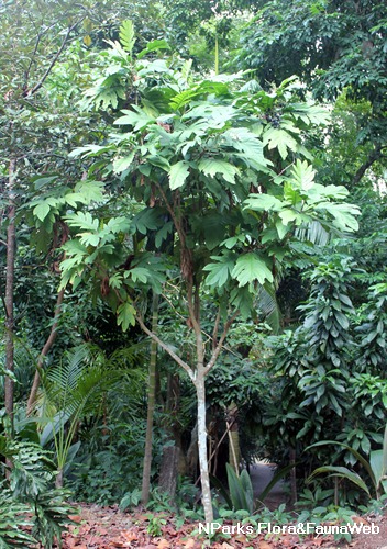 NParks | Aralidium pinnatifidum