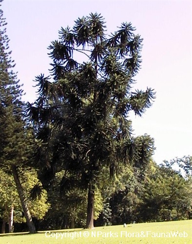 NParks | Araucaria bidwillii
