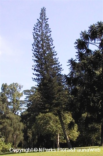 NParks | Araucaria columnaris
