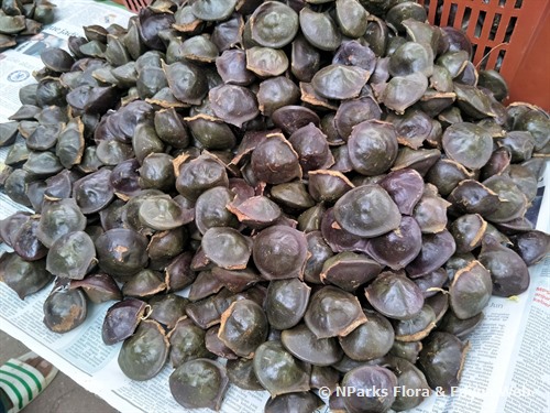 NParks | Archidendron jiringa