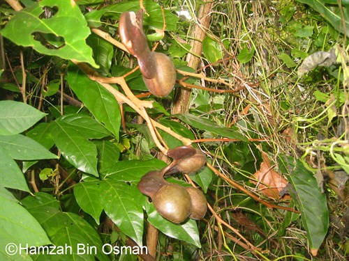 NParks | Archidendron jiringa