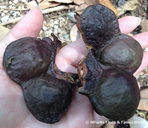 NParks | Archidendron microcarpum