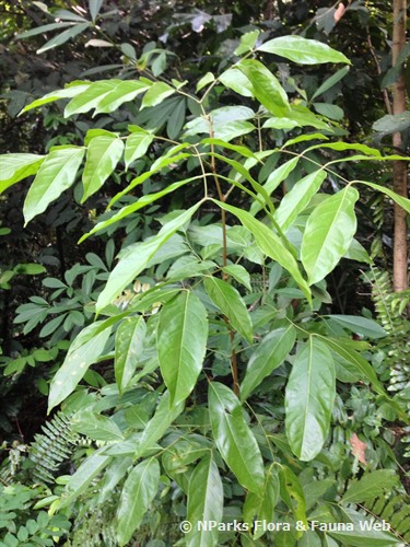 NParks | Archidendron jiringa