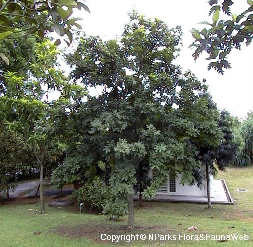 NParks | Archidendron lucidum