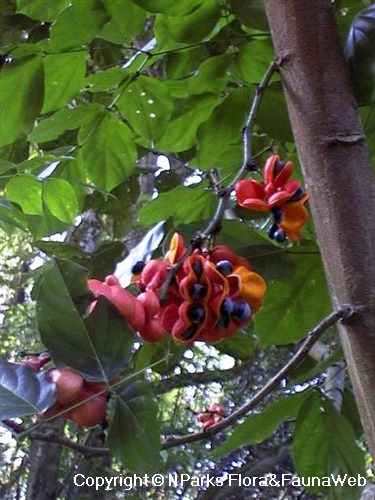 NParks | Archidendron lucyi