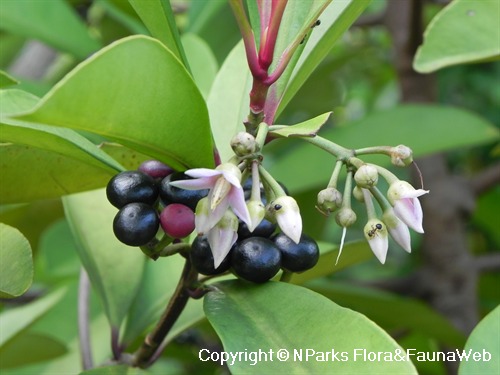 NParks | Ardisia elliptica