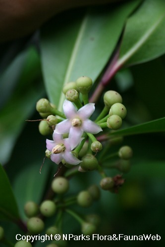 NParks | Ardisia elliptica