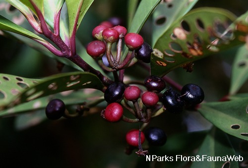 NParks | Ardisia elliptica