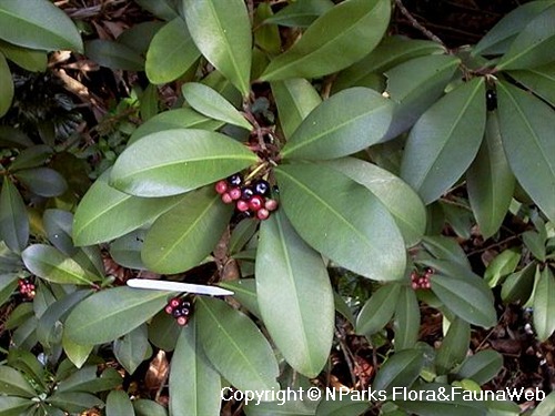 NParks | Ardisia elliptica