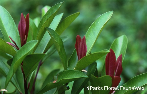 NParks | Ardisia elliptica
