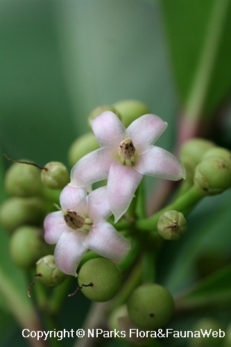 NParks | Ardisia elliptica