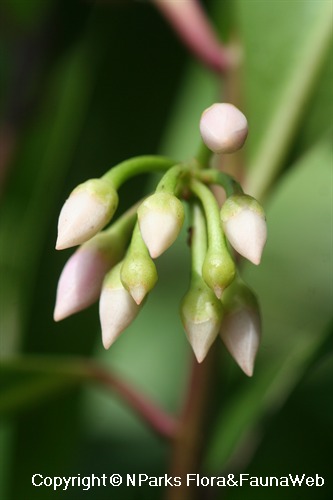 NParks | Ardisia elliptica