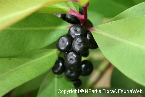 NParks | Ardisia elliptica