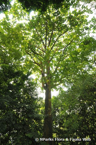 NParks | Artocarpus elasticus