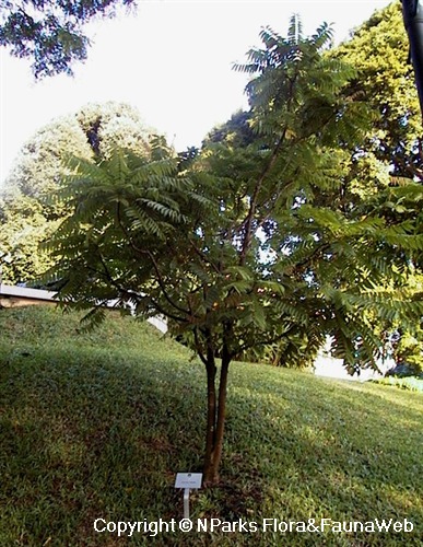 NParks | Averrhoa bilimbi