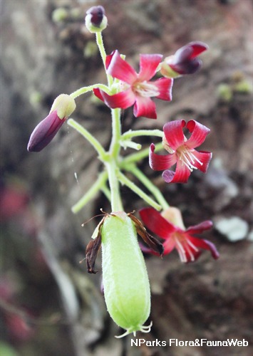NParks | Averrhoa bilimbi