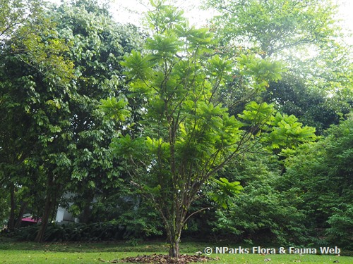 NParks | Averrhoa bilimbi