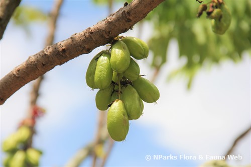 NParks | Averrhoa bilimbi