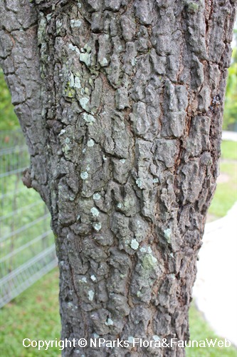 NParks | Azadirachta indica