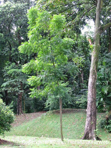 NParks | Azadirachta indica