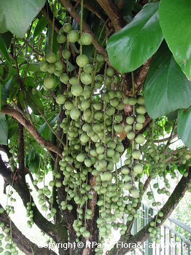 NParks | Baccaurea polyneura