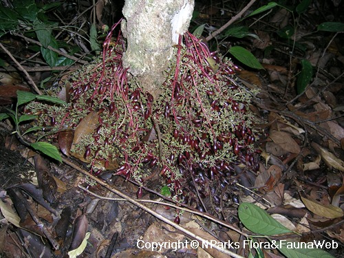 NParks | Baccaurea parviflora
