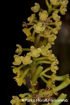 NParks | Baccaurea parviflora