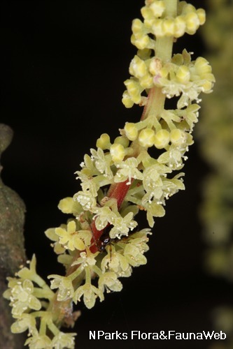 NParks | Baccaurea parviflora