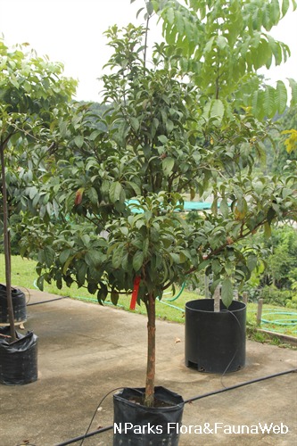 NParks | Baccaurea parviflora