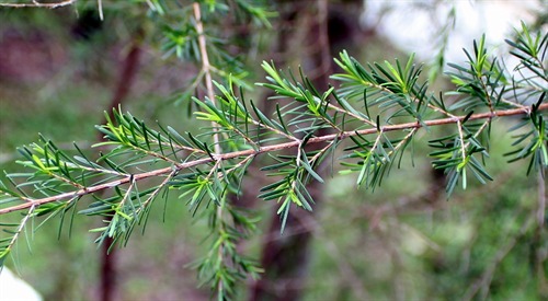 NParks | Baeckea frutescens