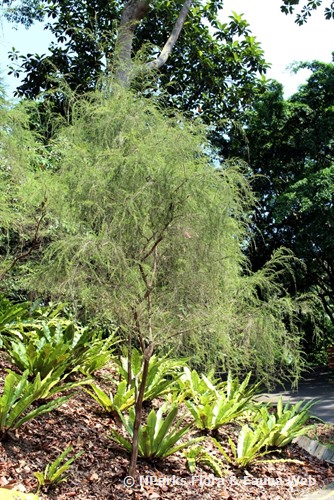 NParks | Baeckea frutescens