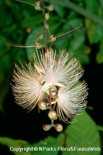NParks | Barringtonia racemosa