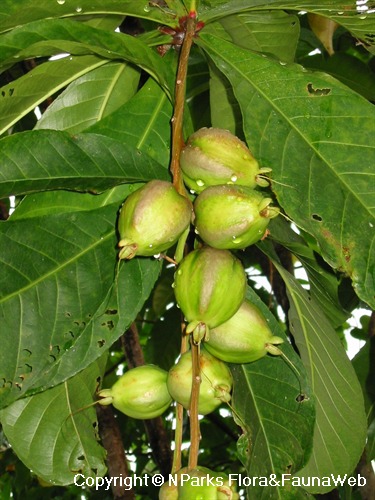 NParks | Barringtonia racemosa