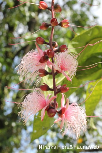 NParks | Barringtonia racemosa
