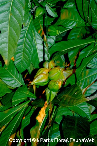 NParks | Barringtonia racemosa