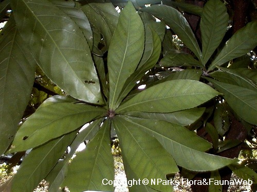 NParks | Barringtonia racemosa