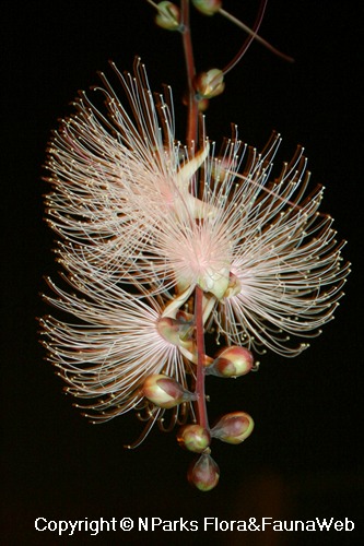 NParks | Barringtonia racemosa
