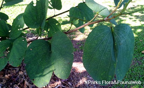NParks | Bauhinia × blakeana