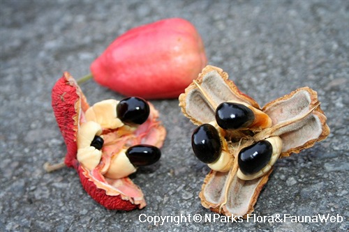 NParks | Blighia sapida