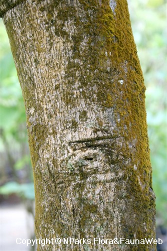 NParks | Blighia sapida