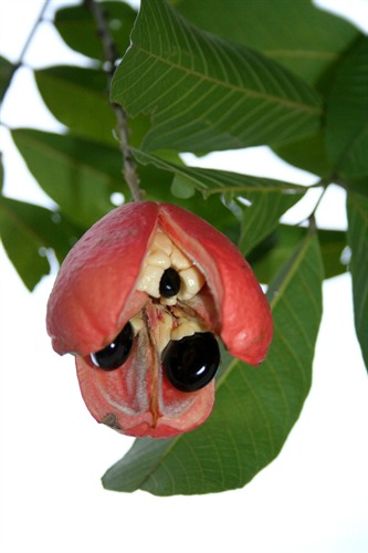 NParks | Blighia sapida