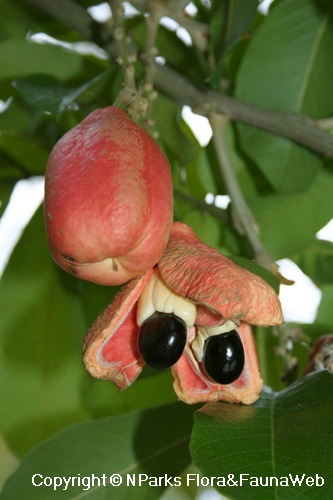 NParks | Blighia sapida