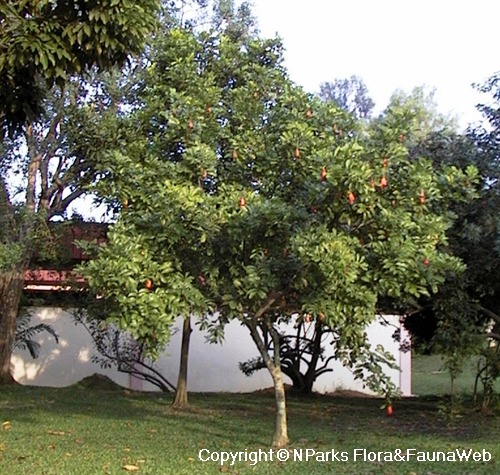 NParks | Blighia sapida