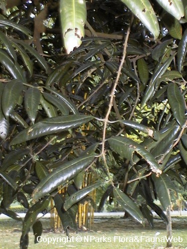 NParks | Bouea macrophylla