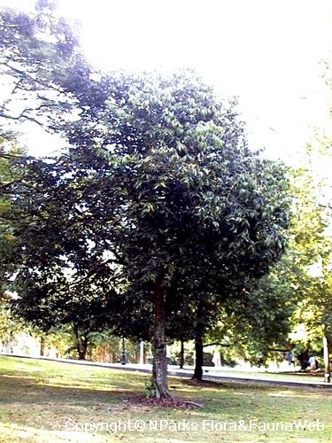 NParks | Bouea macrophylla