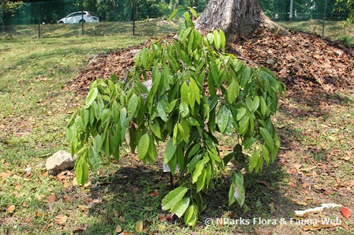 NParks | Bouea macrophylla