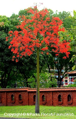 NParks | Brachychiton acerifolius