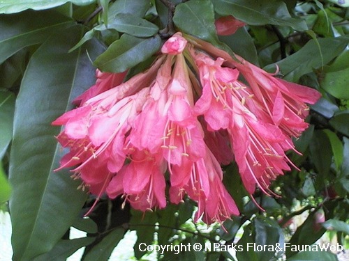NParks | Brownea coccinea subsp capitella