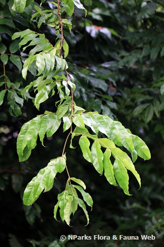 NParks | Brownea grandiceps