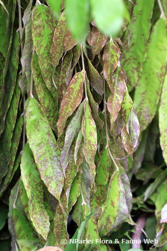 NParks | Brownea grandiceps